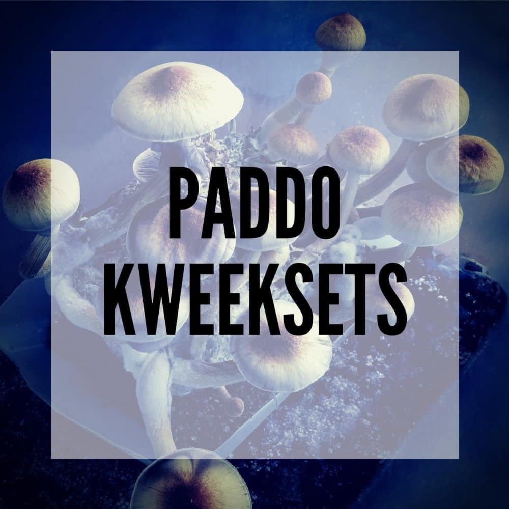 Paddo kweekset: alles dat je moet weten over kweken met een growkit.